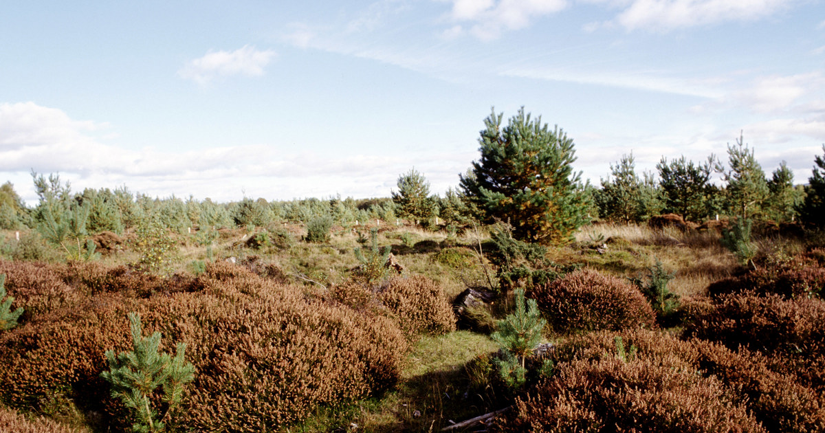 Muir O’ Fauld Roman Signal Station | Historic Environment Scotland