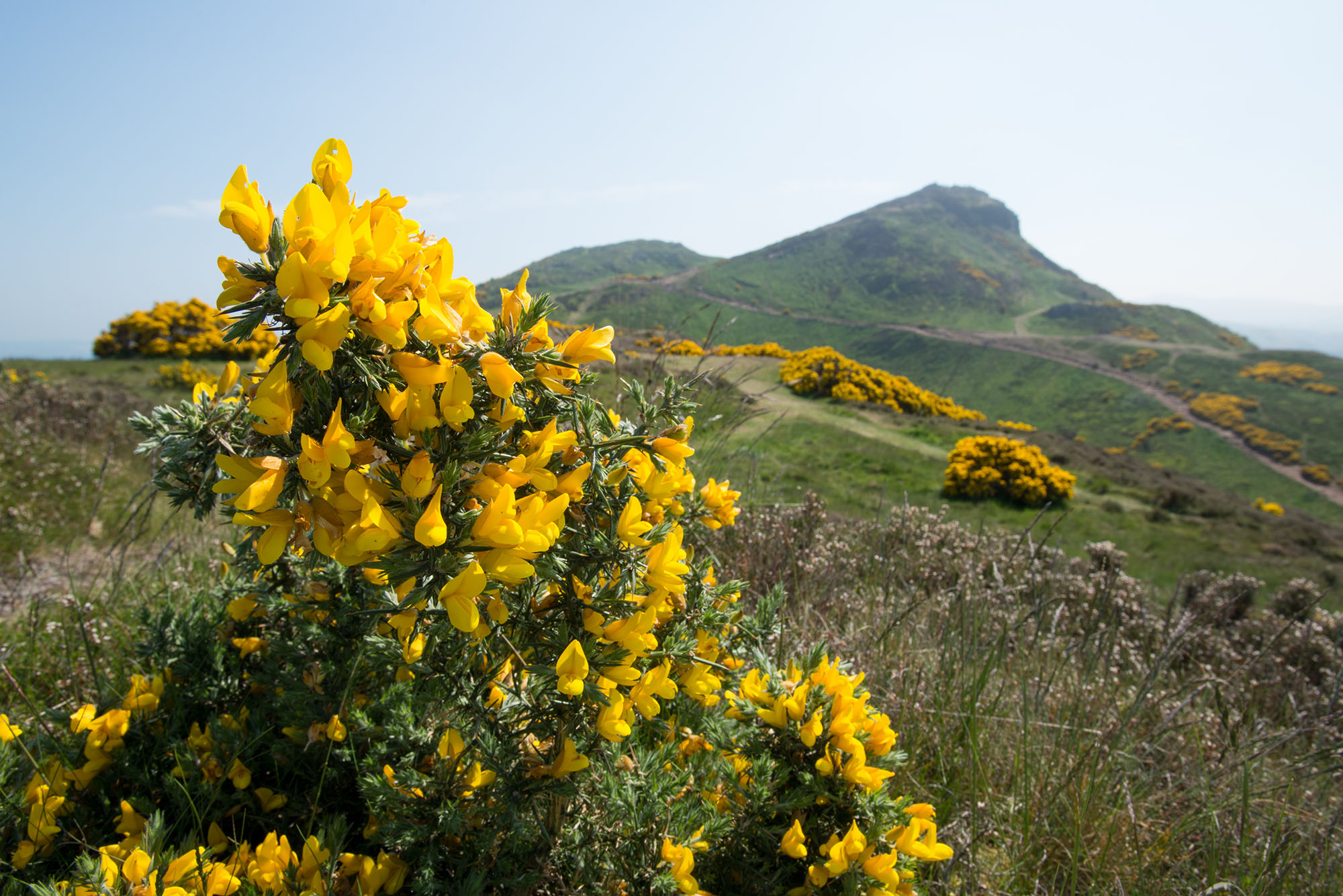 Language and Landscape in Holyrood Park