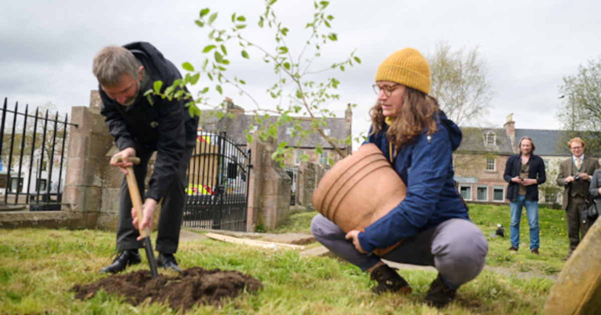 Sapling thought to be from Beauly Elm planted on Site of 800-year-old ...
